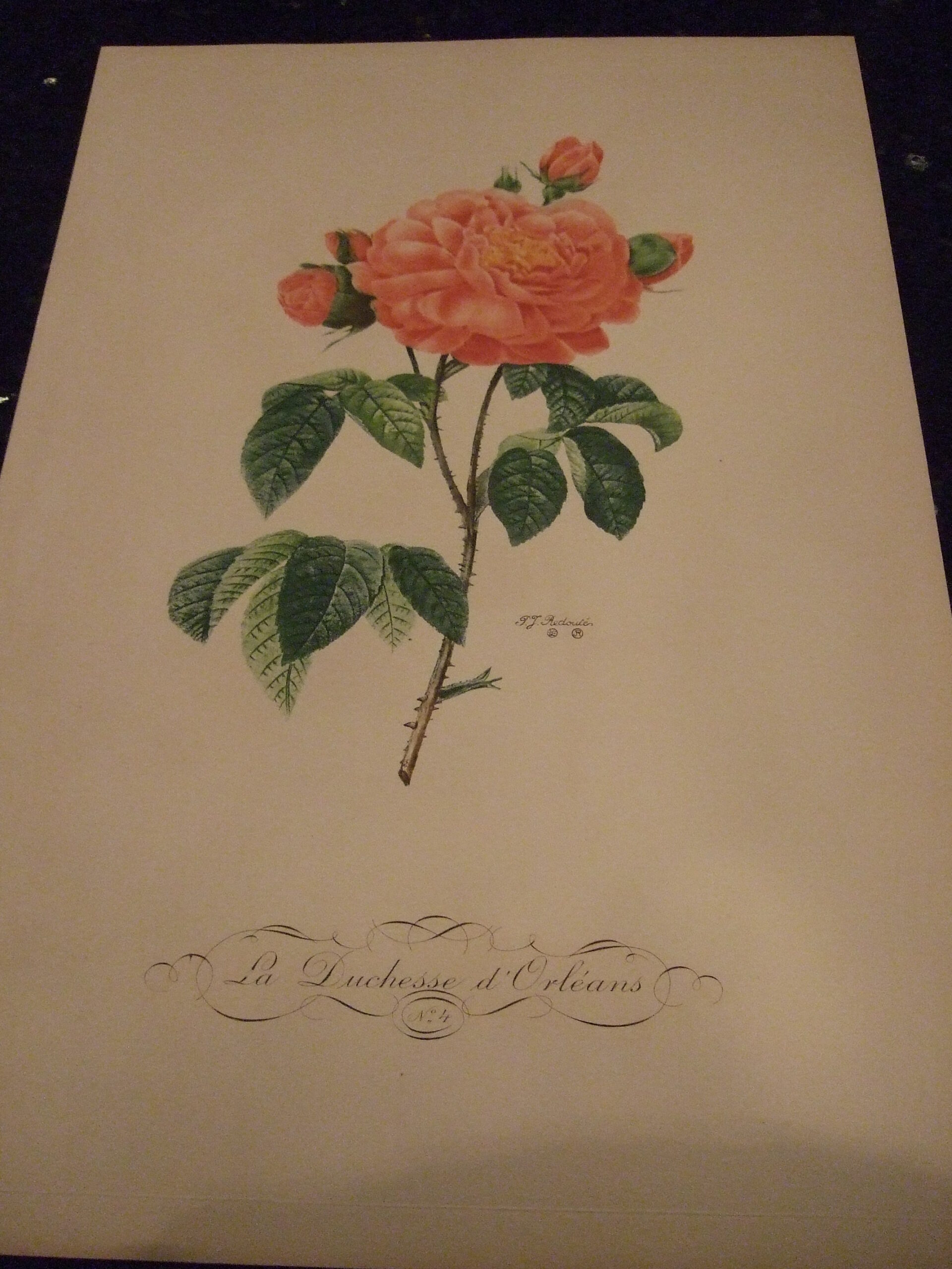 Dessin signé PJ Redouté